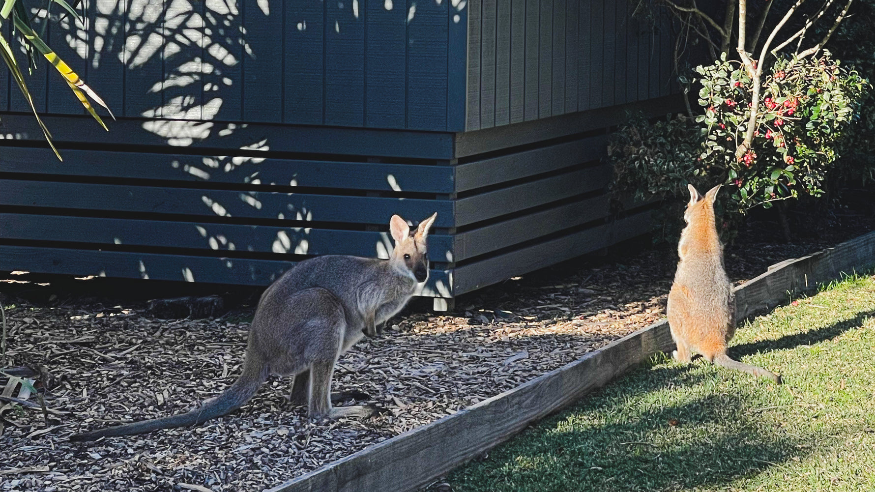 Golden Bean Australia & New Zealand - Roasters Competition – Golden ...